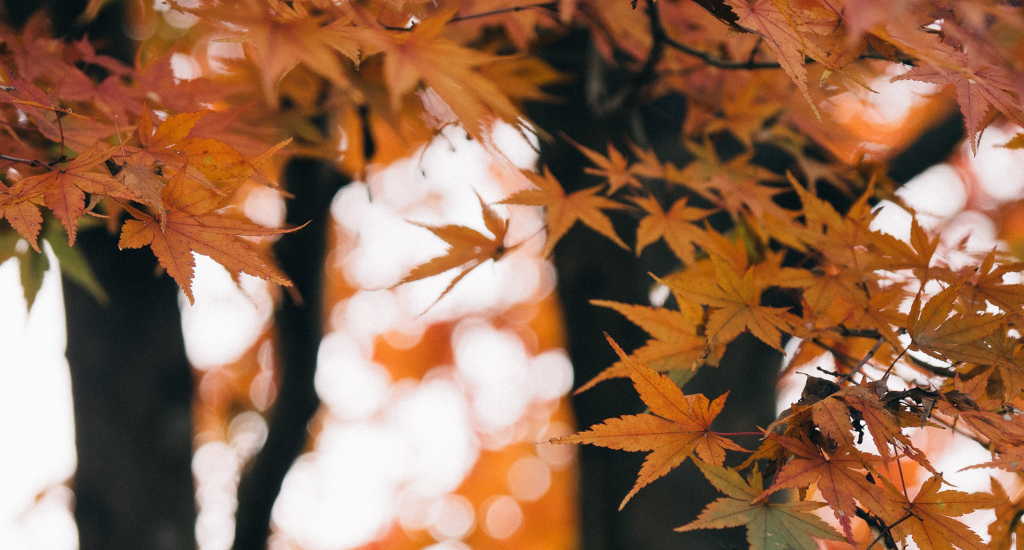 School Admissions in Tokyo | ISA Tokyo